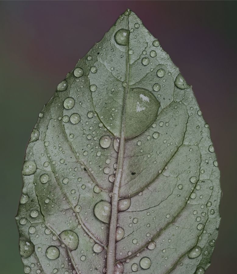 Control Humidity: The Destroyer Of Household Plants