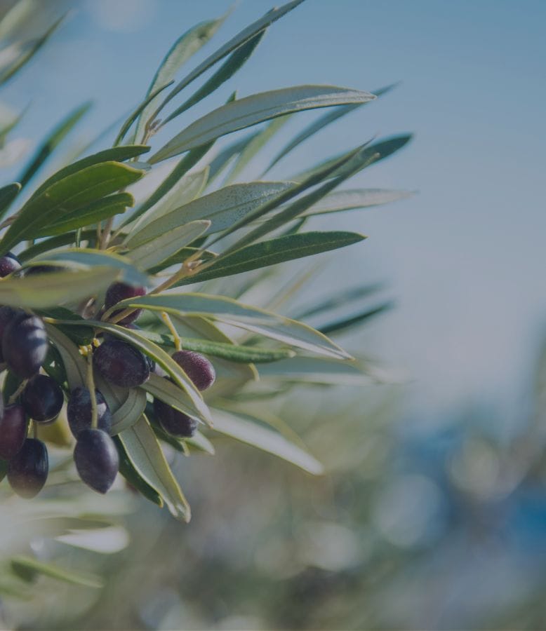 Most famous Olive Festival in North Cyprus